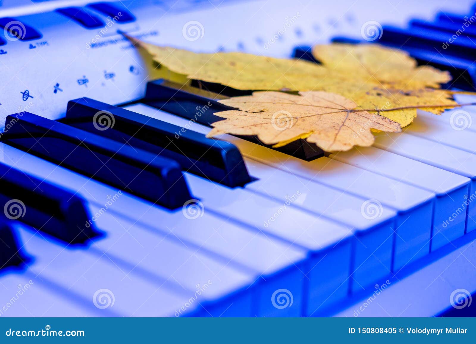 Orange Maple Leaf on the Keys of the Piano_ Stock Image - Image of leaf ...