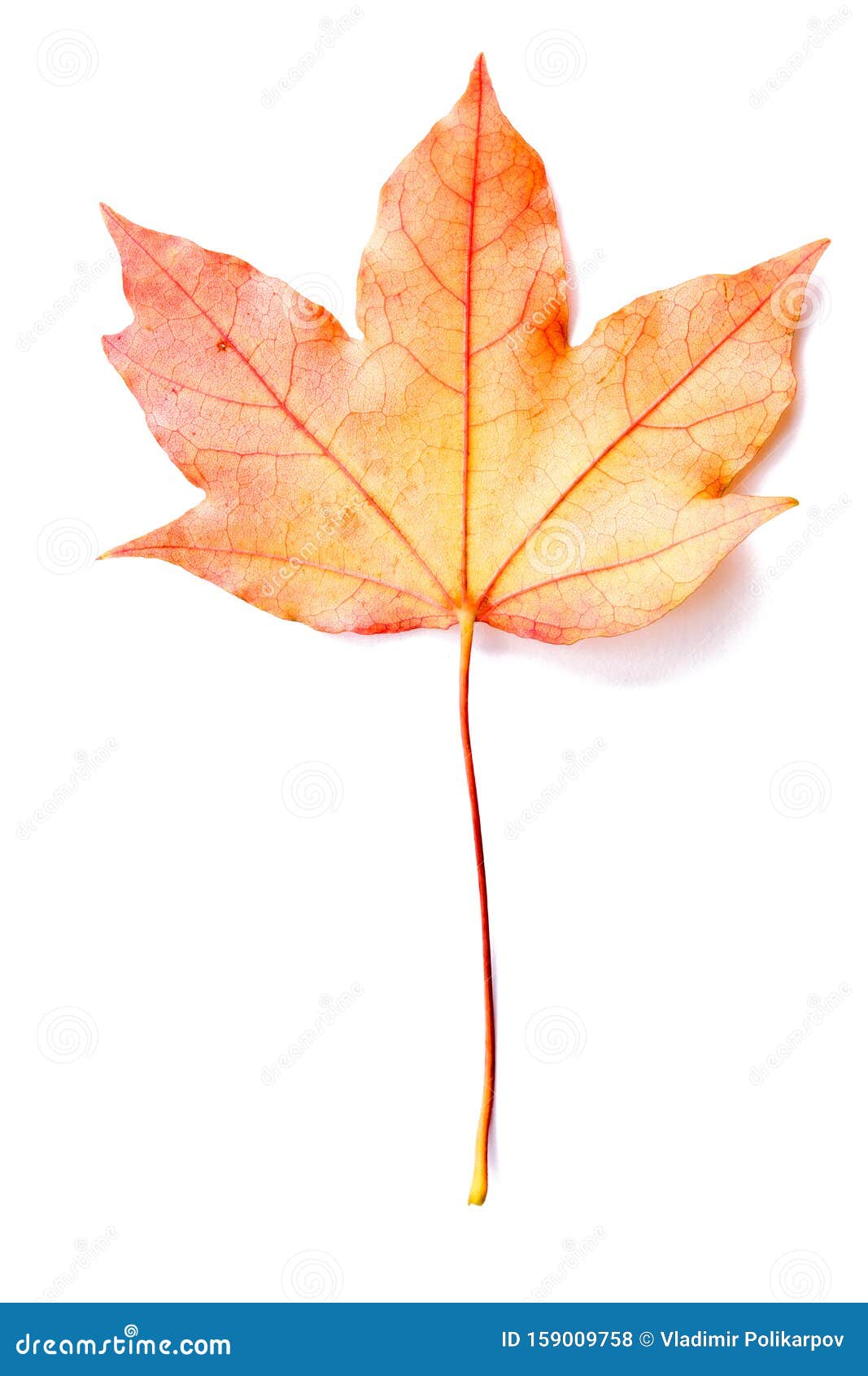 Orange Maple Leaf with Shadow Isolated on White Stock Photo - Image of ...