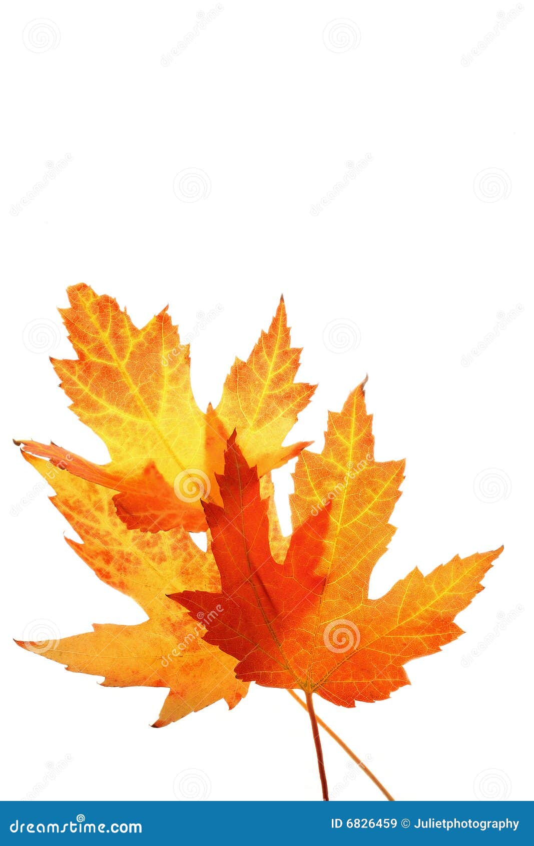Orange maple leaves stock image. Image of natural, leaf - 6826459