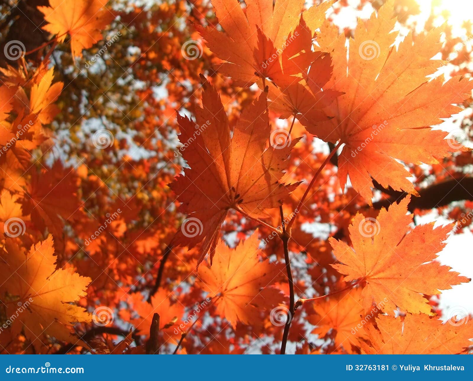 Orange maple leaves stock image. Image of leaves, seasonal - 32763181