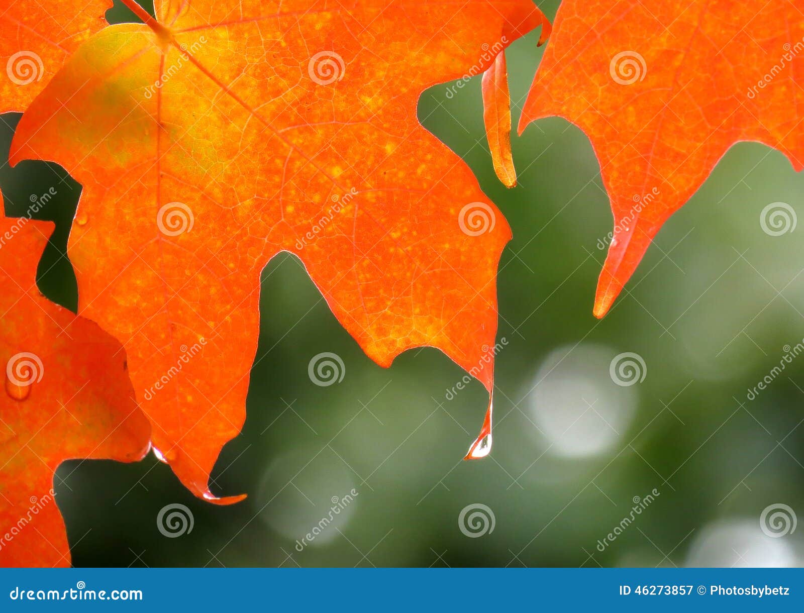 Orange Maple Leaves Rain Drops Stock Image - Image of saccharum, fall ...
