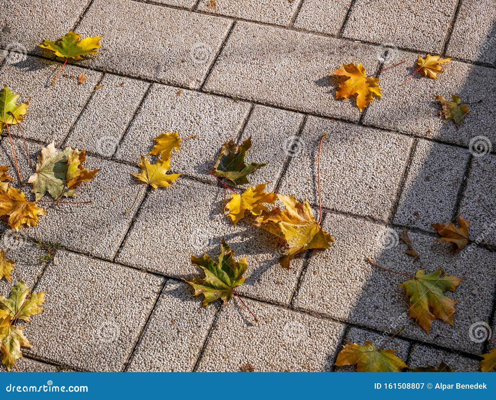 Orange Maple Leaves at Sidewalk Stock Image - Image of color, ground ...