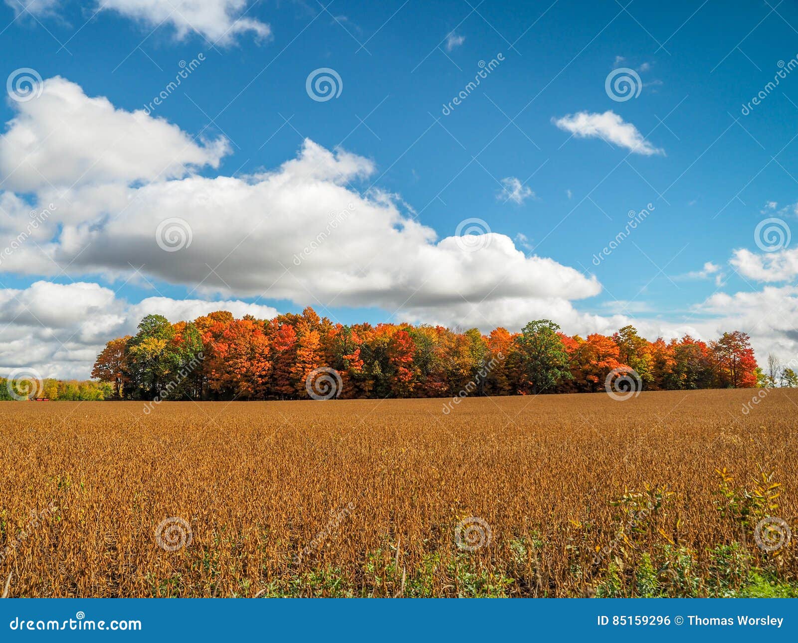 Orange Maple Tree in Autumn Stock Photo - Image of cumulus, pasture ...