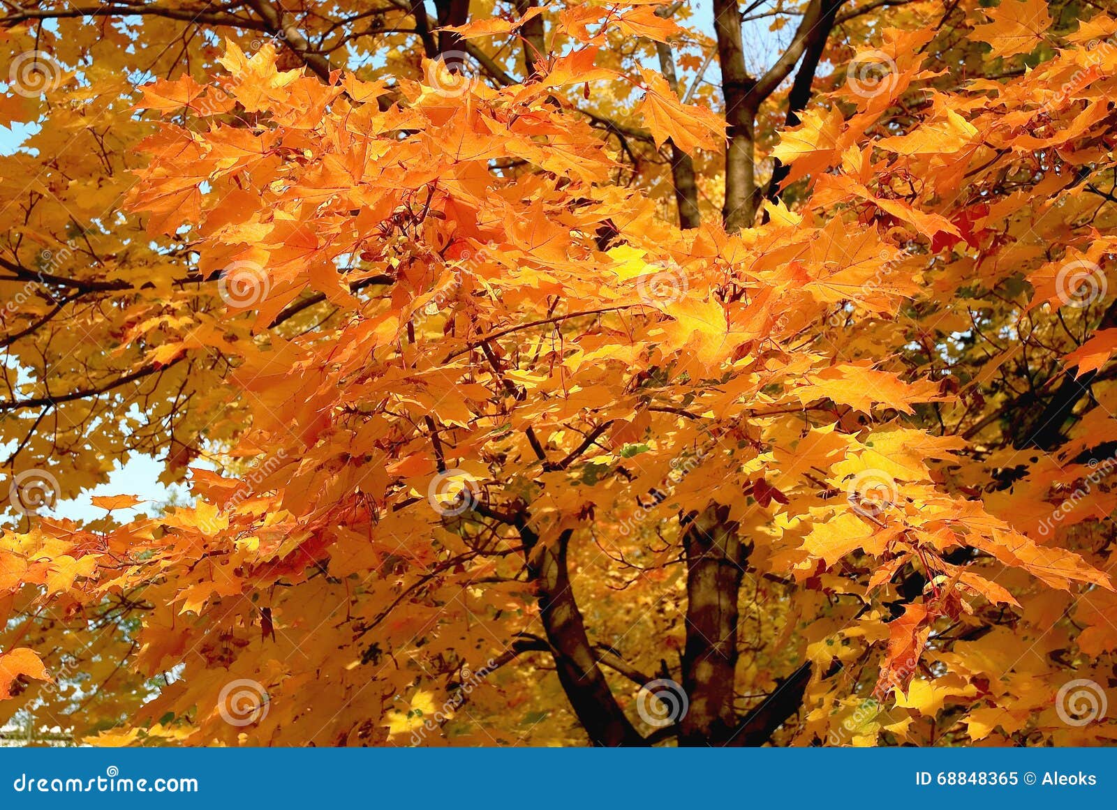 Orange Maple Tree in Autumn Stock Image - Image of branch, nature: 68848365