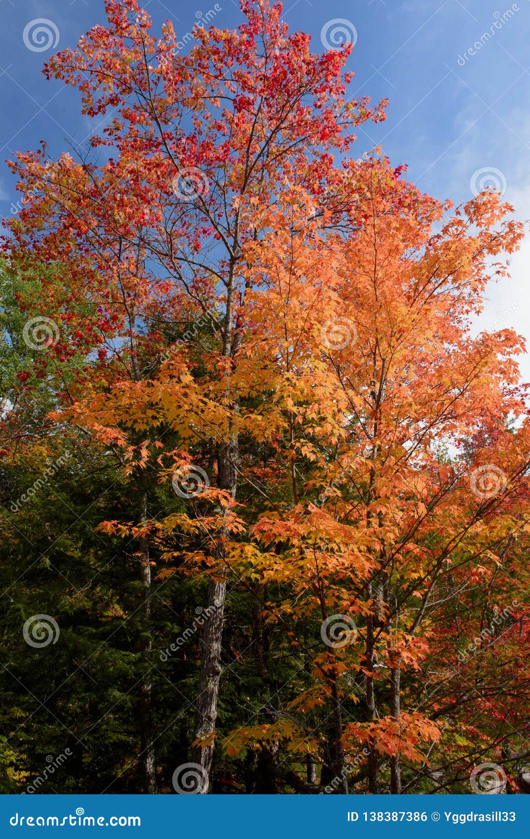 Orange maple tree at fall stock photo. Image of byway - 138387386