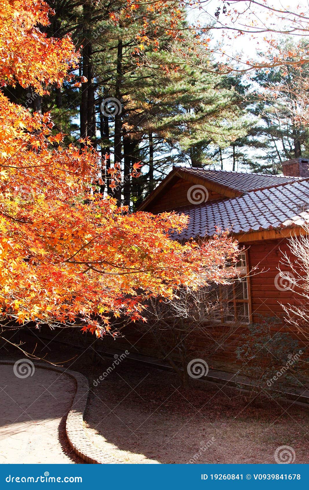 Orange Maple Tree and Leaves Stock Image - Image of outdoor, colourful ...
