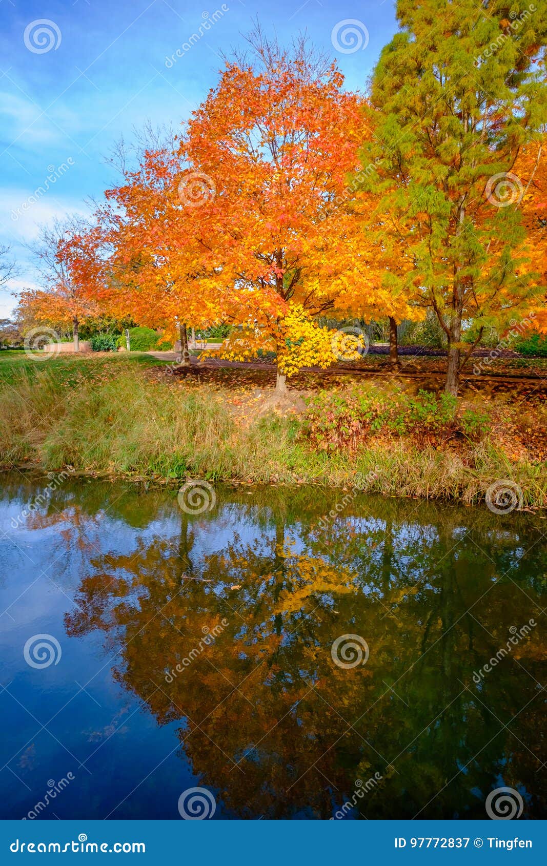 Orange Maple Tree with Reflection Stock Image - Image of october ...