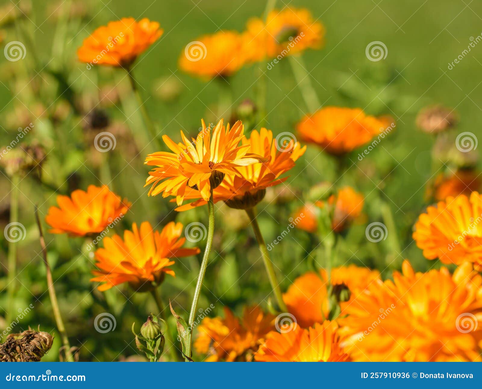 Orange Marigold Flower Shot from the Side in Bright Sunshine Stock ...