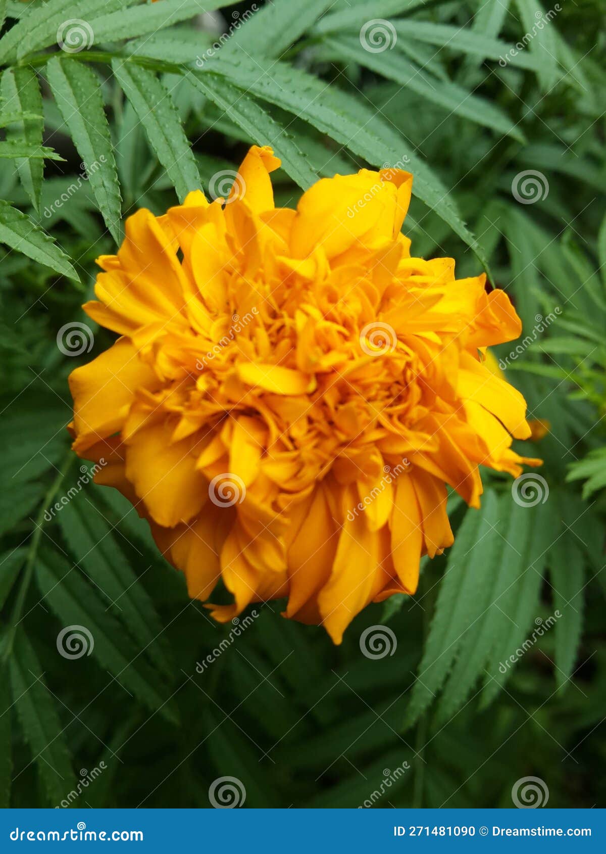 Orange Marigold Flower stock photo. Image of tree, orange - 271481090