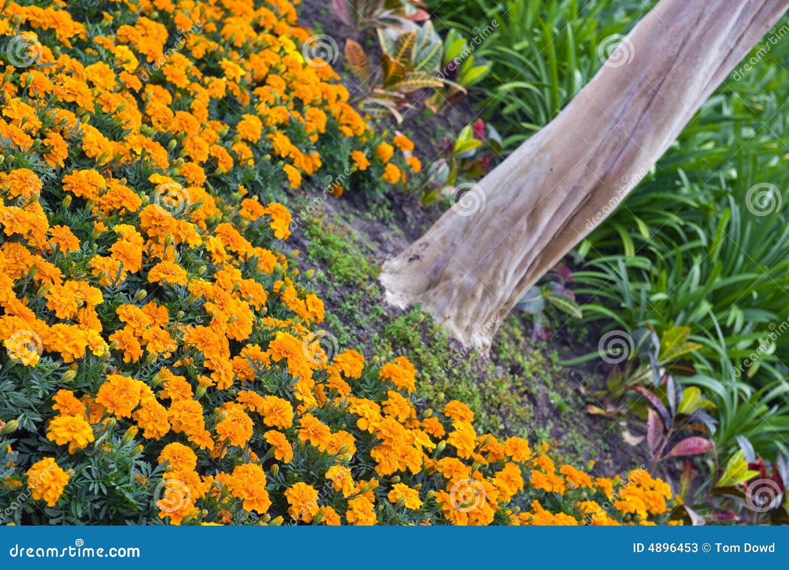 Orange Marigolds Around Tree Stock Image - Image of flowering, growth ...