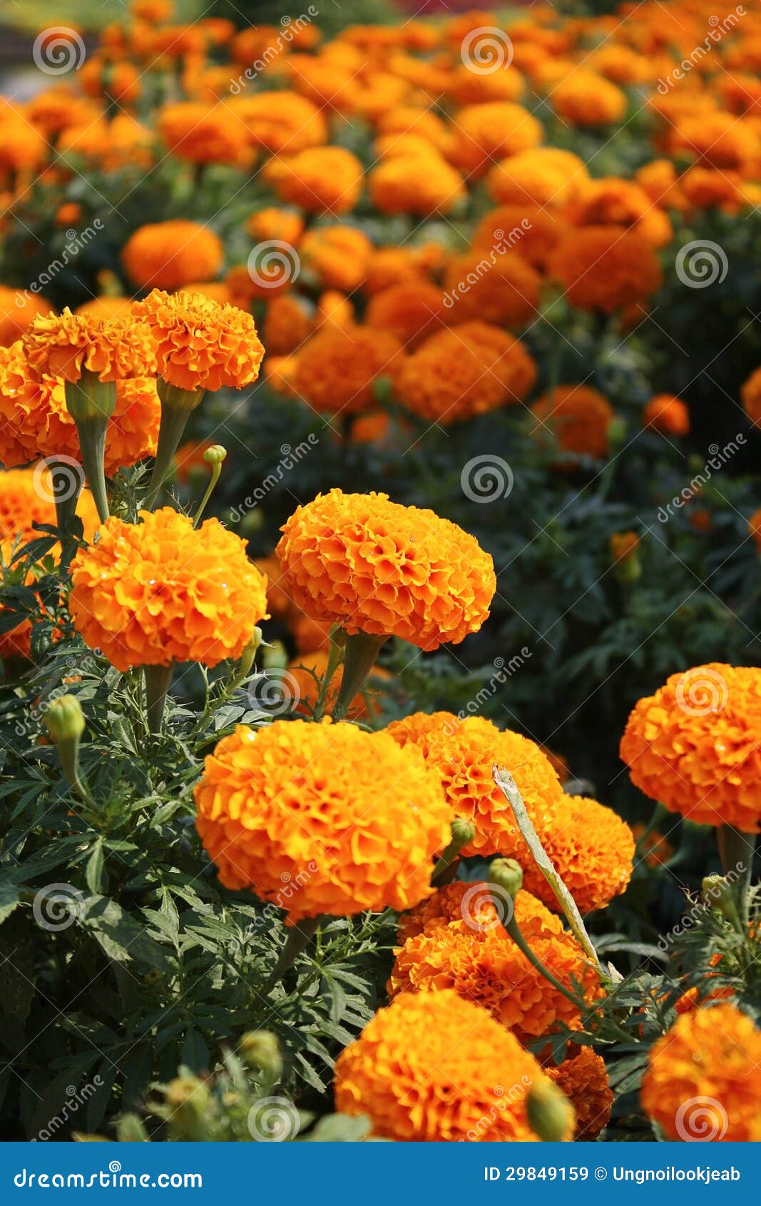Orange marigolds stock image. Image of beauty, aster - 29849159