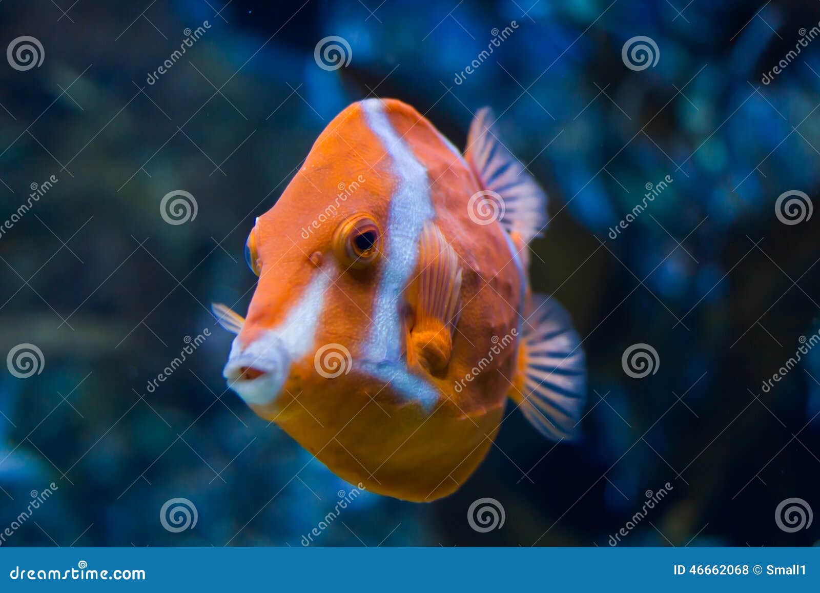 Orange Marine Fish stock photo. Image of animals, travel - 46662068