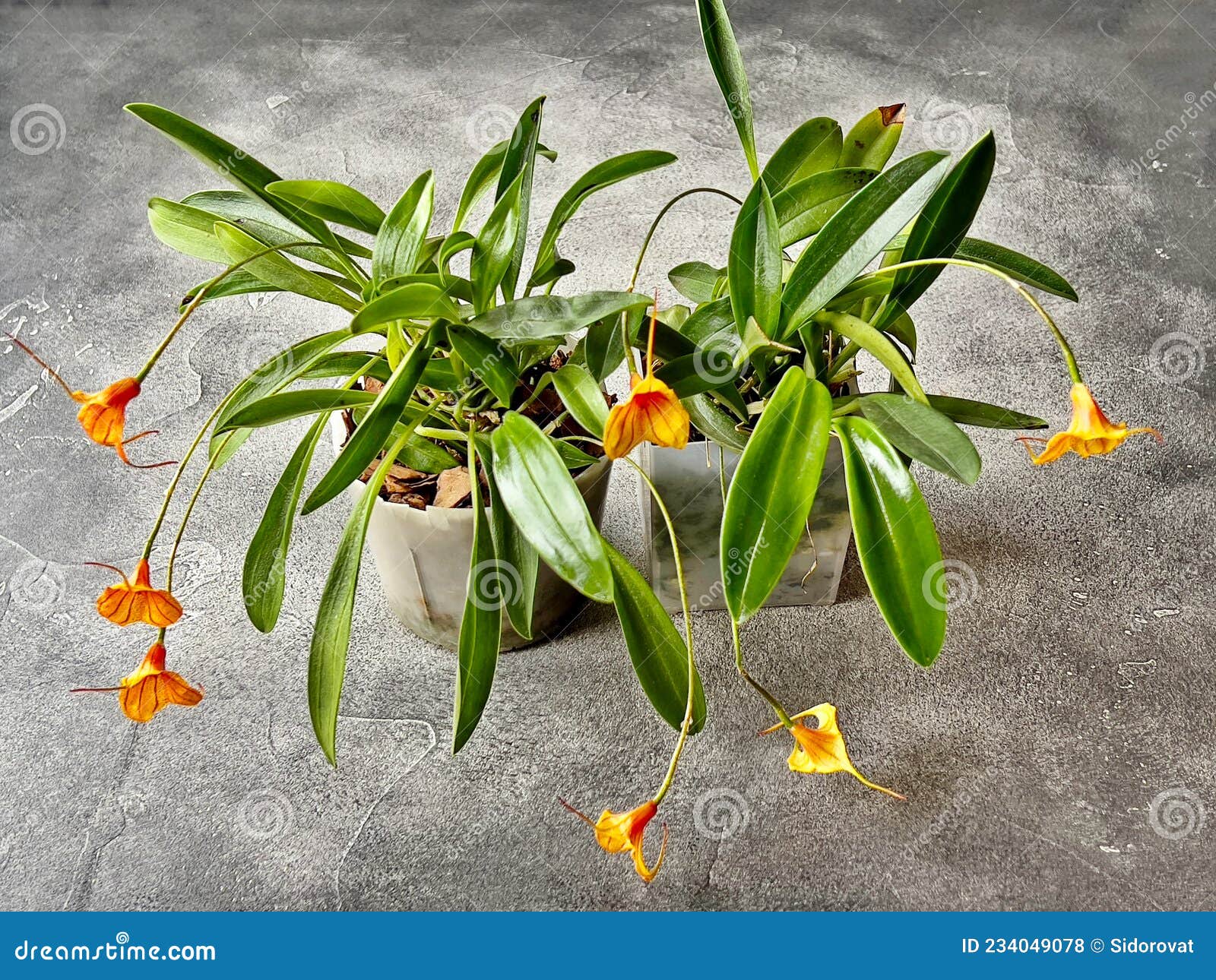 Masdevallia Hoosier Angel in Bloom Stock Photo - Image of bright, green ...