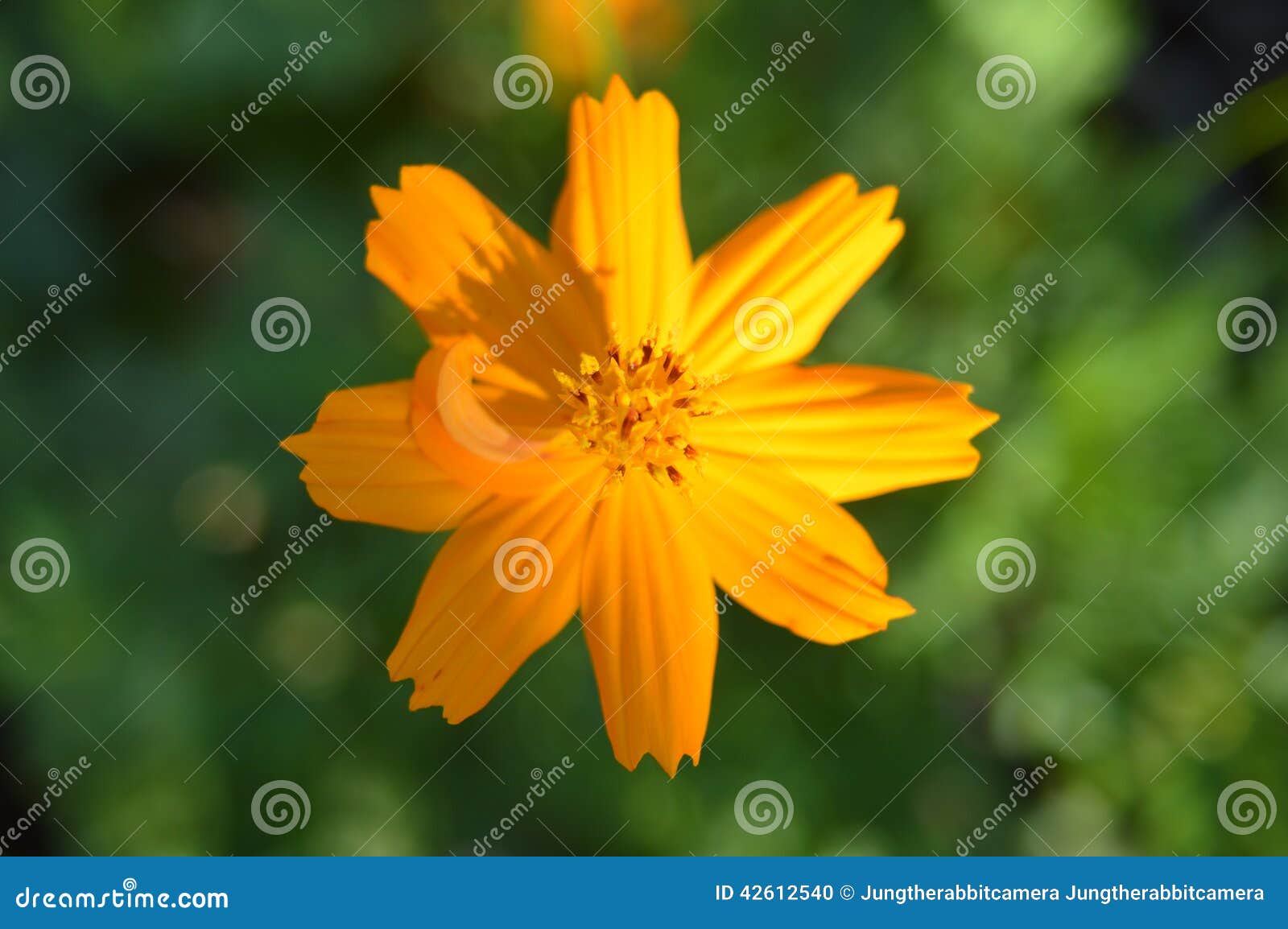 Orange Mexican Diasy Flower on Green Background Stock Photo - Image of ...