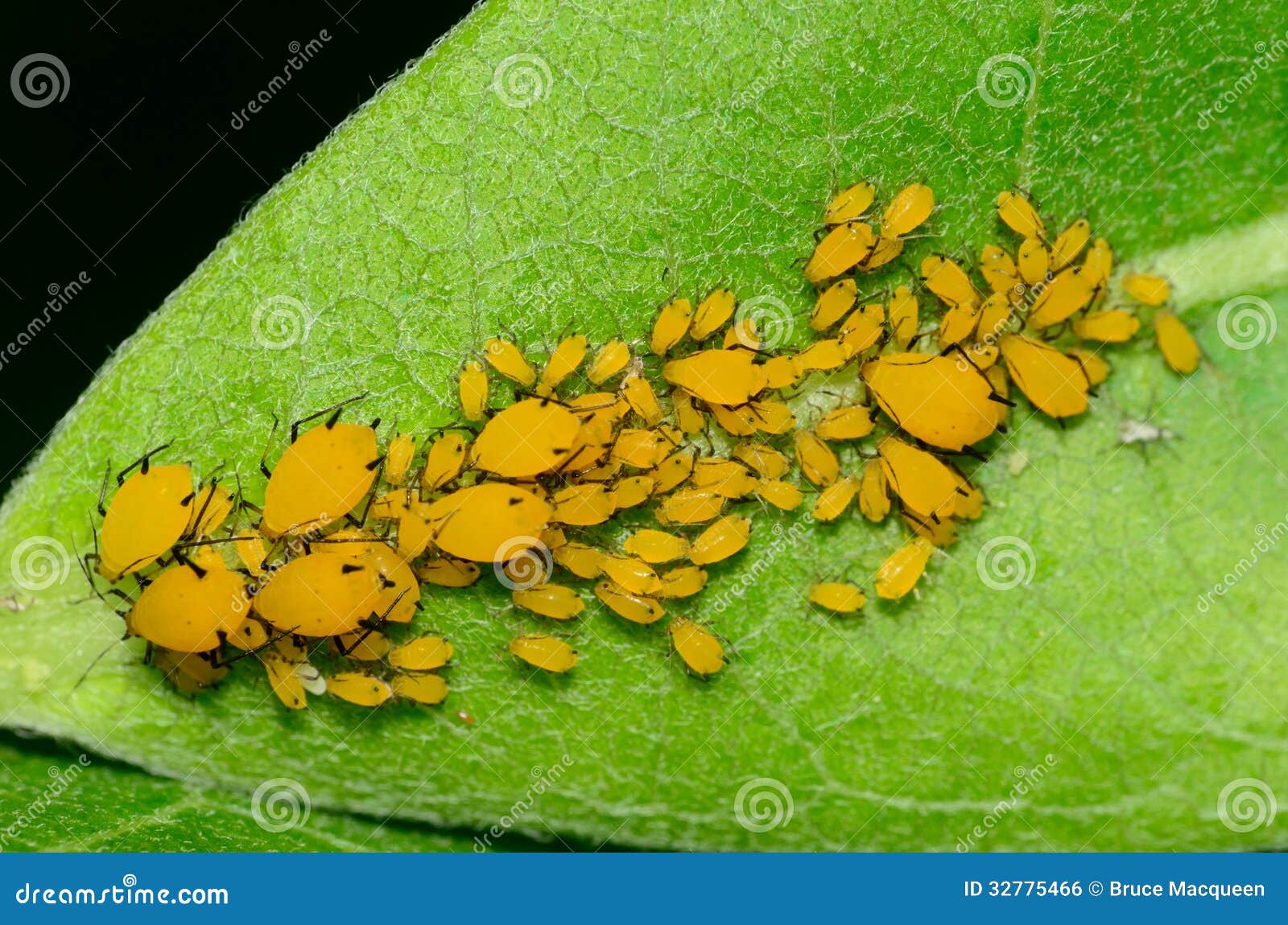 Orange Milkweed Aphids stock photo. Image of milkweed - 32775466
