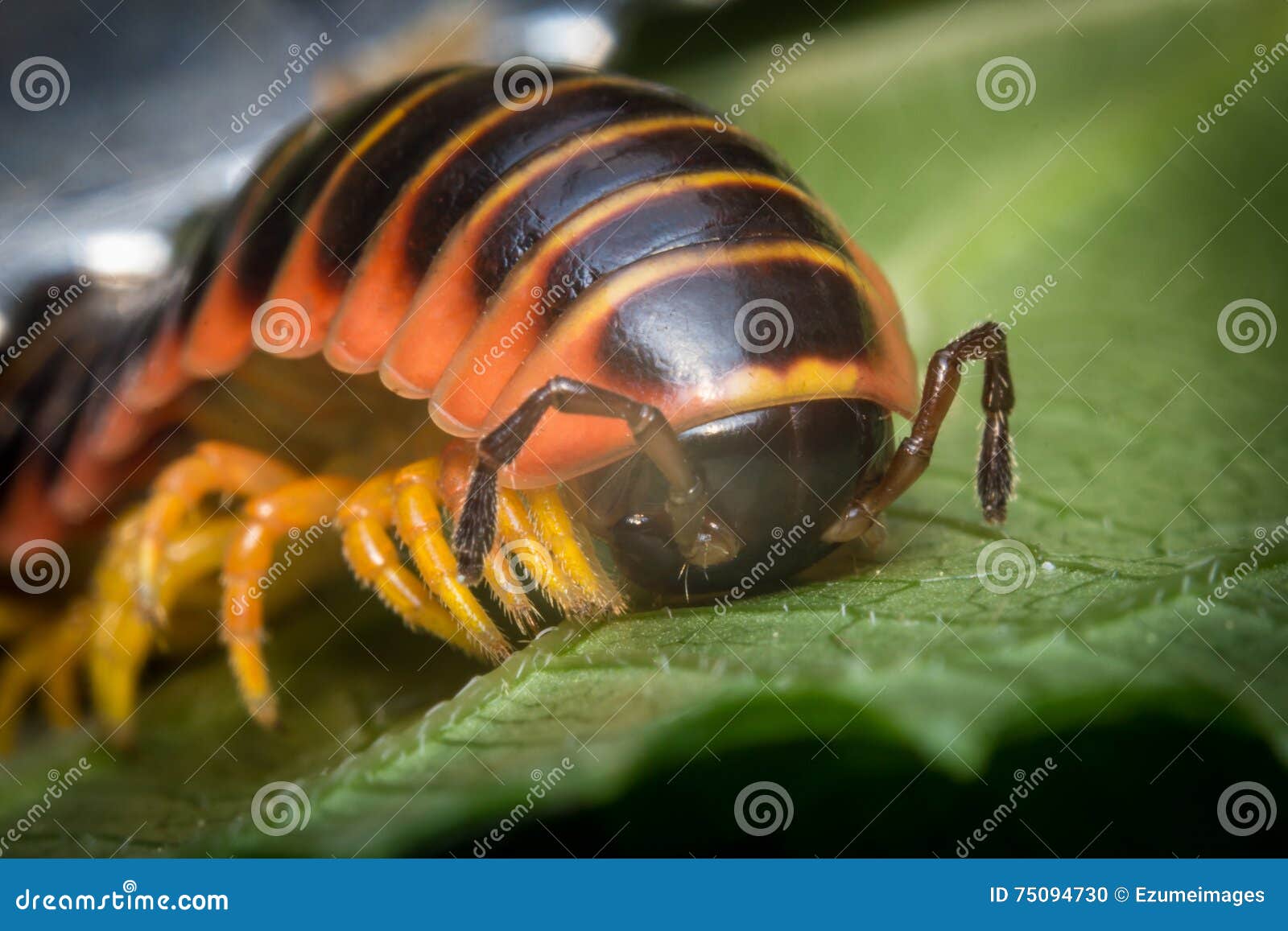 Orange Millipede Leaf stock photo. Image of centipede - 75094730