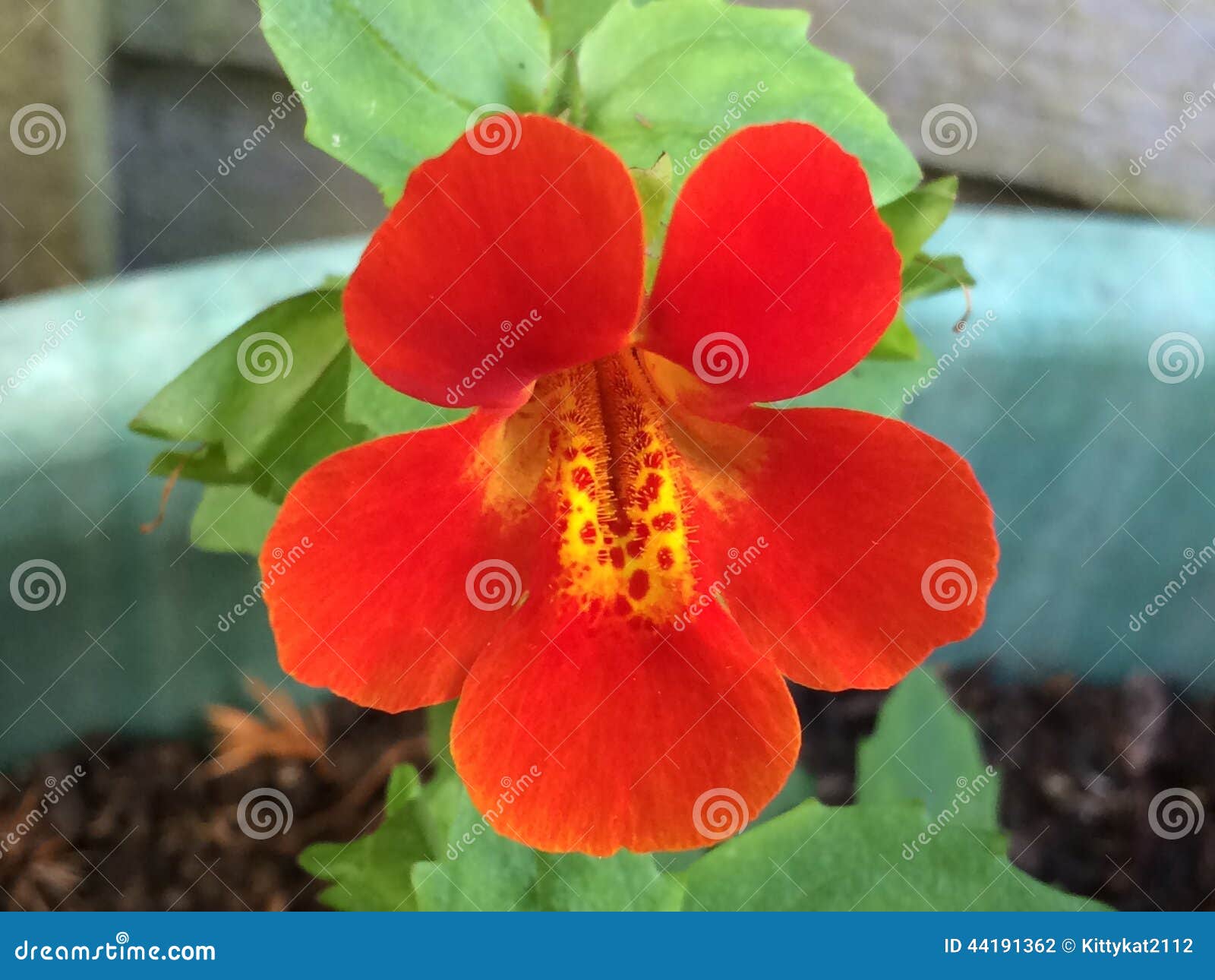 Orange mimulus stock photo. Image of leaves, wire, border - 44191362