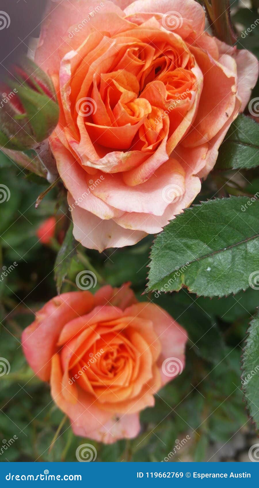 Roses stock image. Image of bush, roses, mini, orange - 119662769
