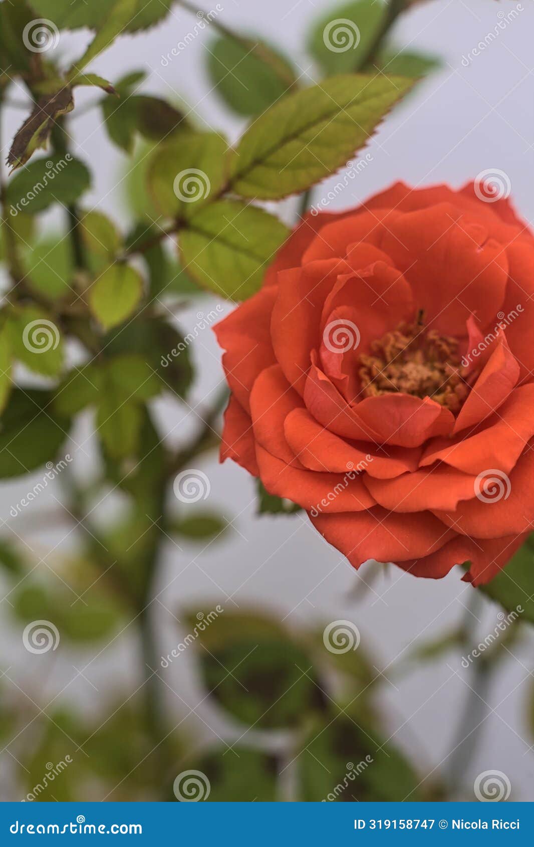 Orange Miniature Rose in Bloom Stock Image - Image of gift, compliment ...