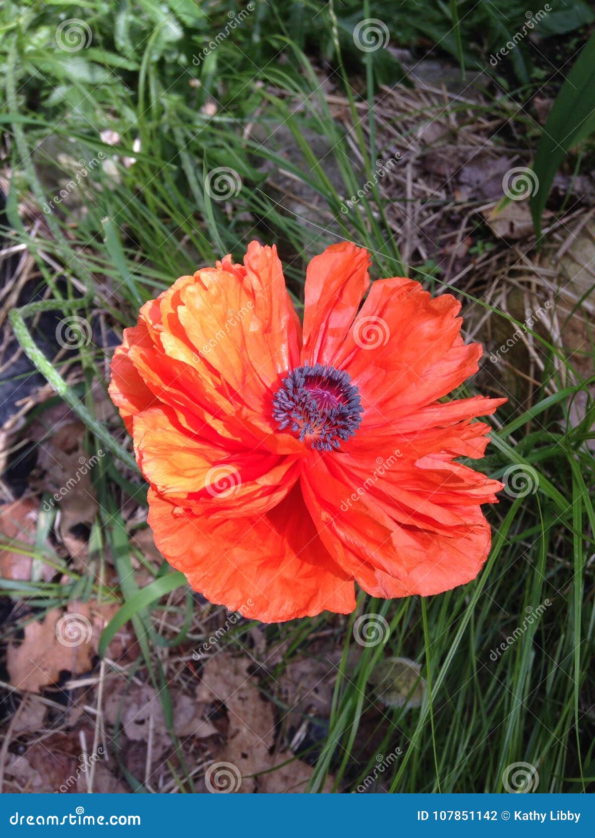 Orange Mohnblume stockfoto. Bild von blume, mohnblume - 107851142