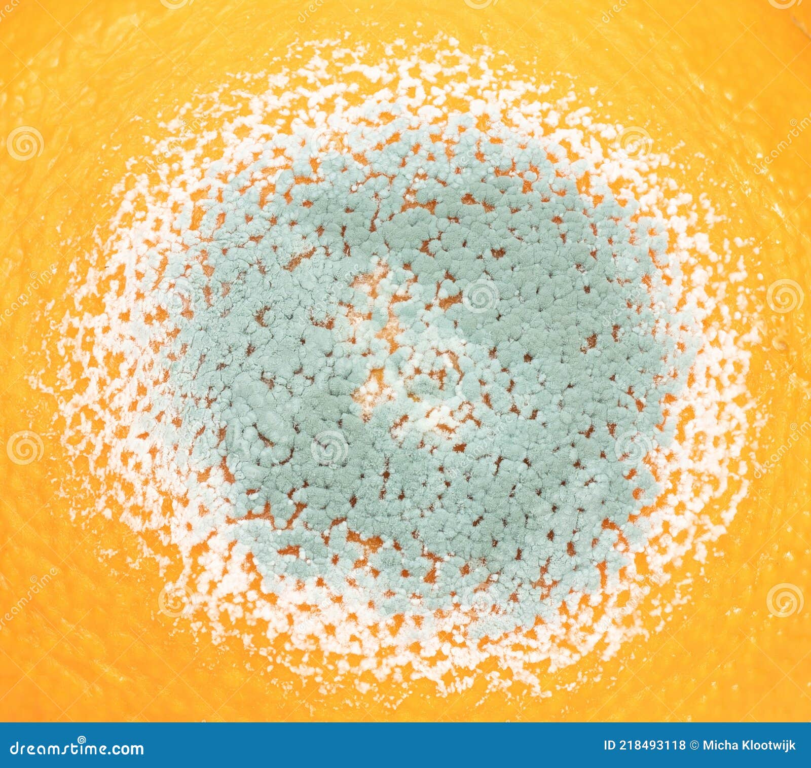Orange with mold stock photo. Image of bacteria, macro - 218493118