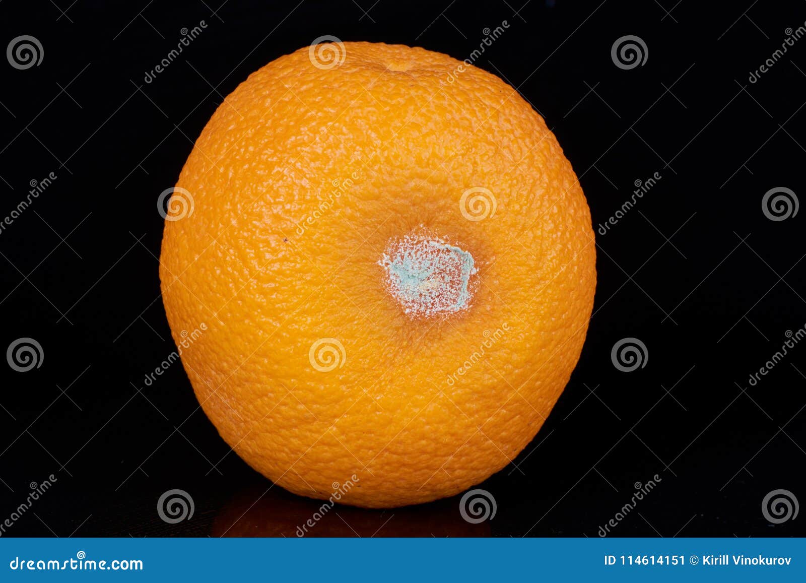 Orange with mold stock image. Image of dirty, decay - 114614151