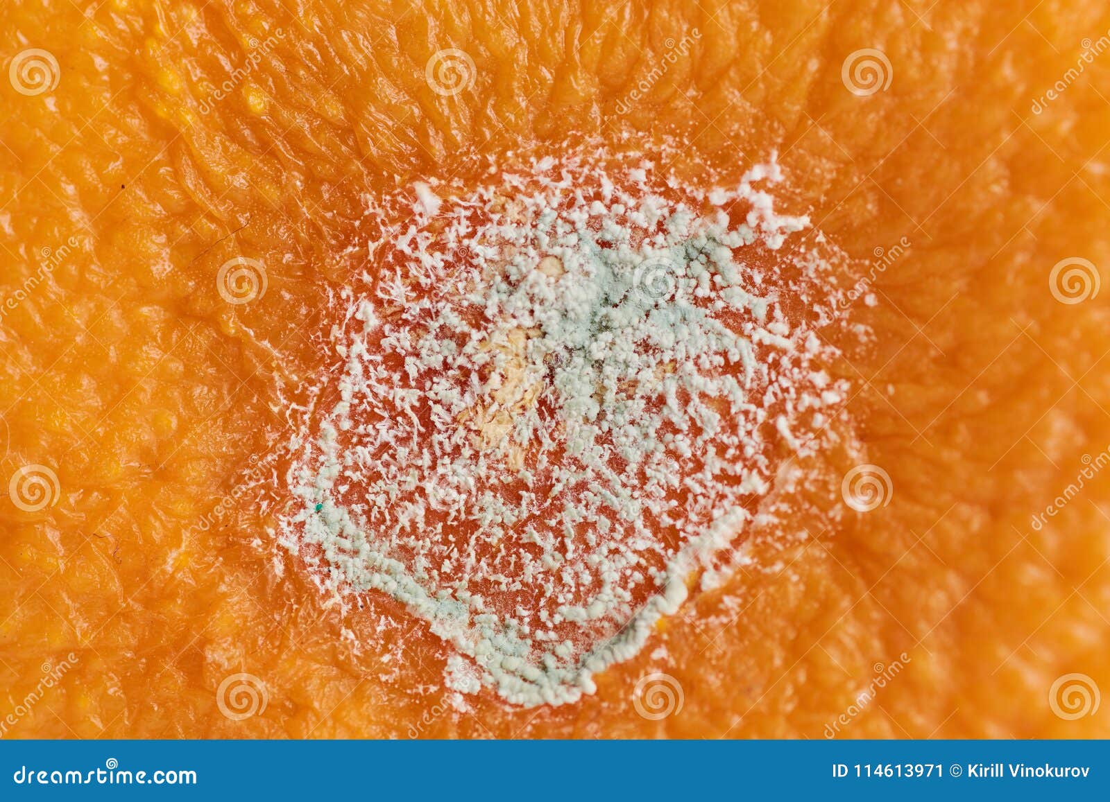 Orange with mold stock image. Image of magnification - 114613971