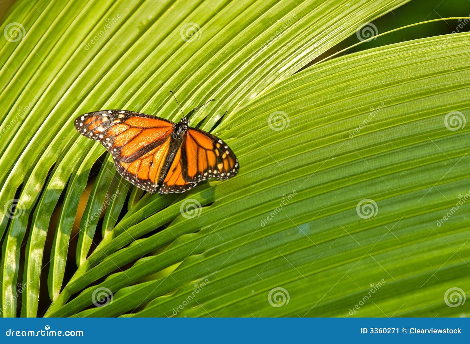 Orange monarch Butterfly stock image. Image of beautiful - 3360271