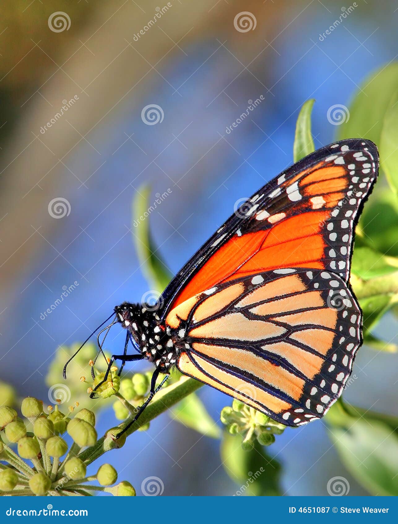 Orange Monarch Butterfly stock image. Image of bottlebrush - 4651087