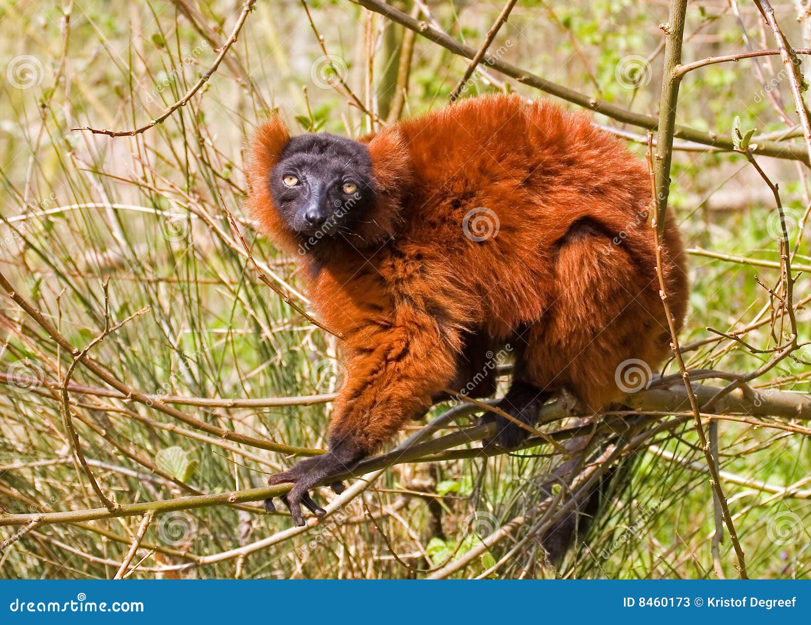 Orange monkey stock image. Image of eating, rehabilitation - 8460173