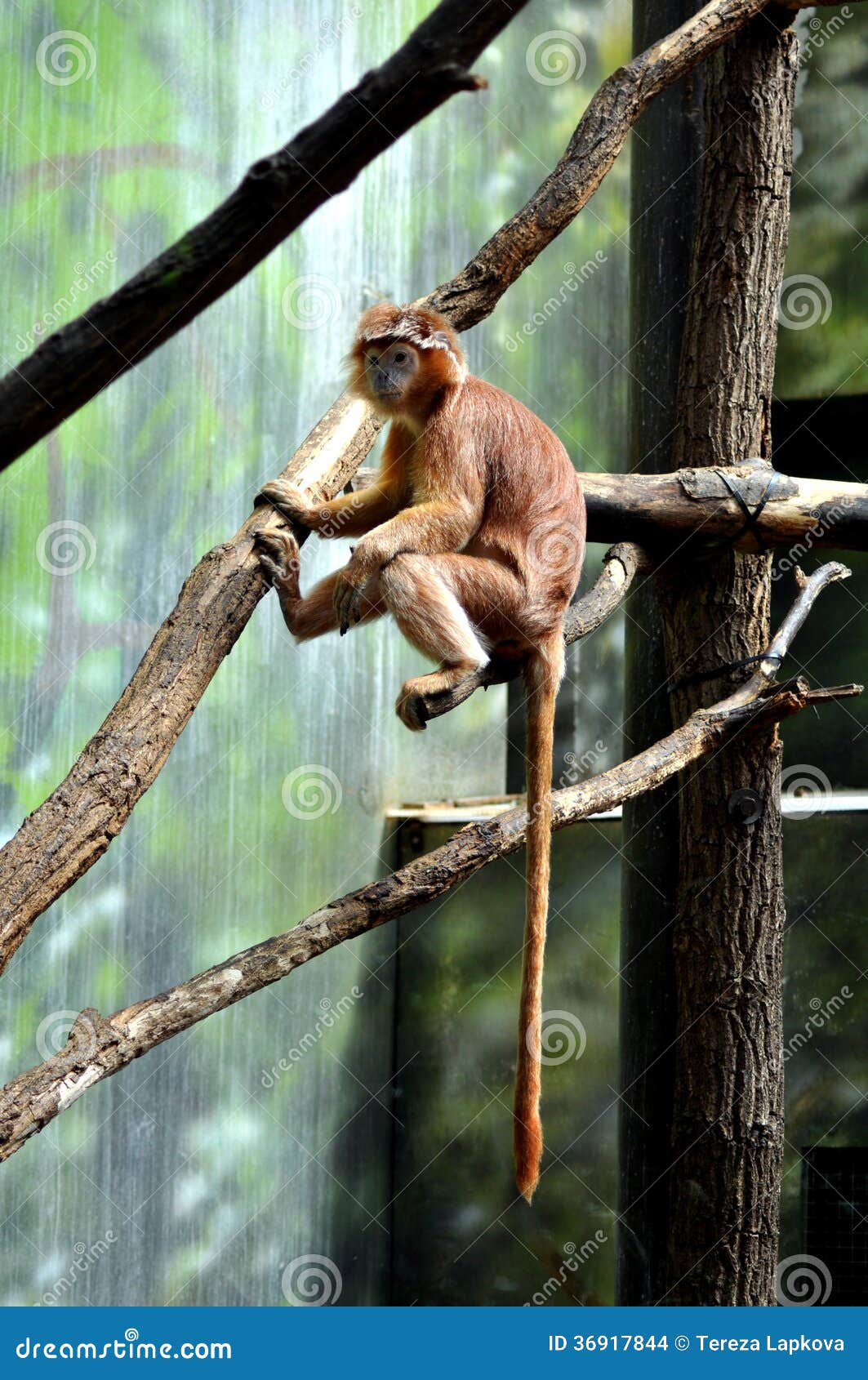 Orange monkey stock photo. Image of branch, mammals, forest - 36917844