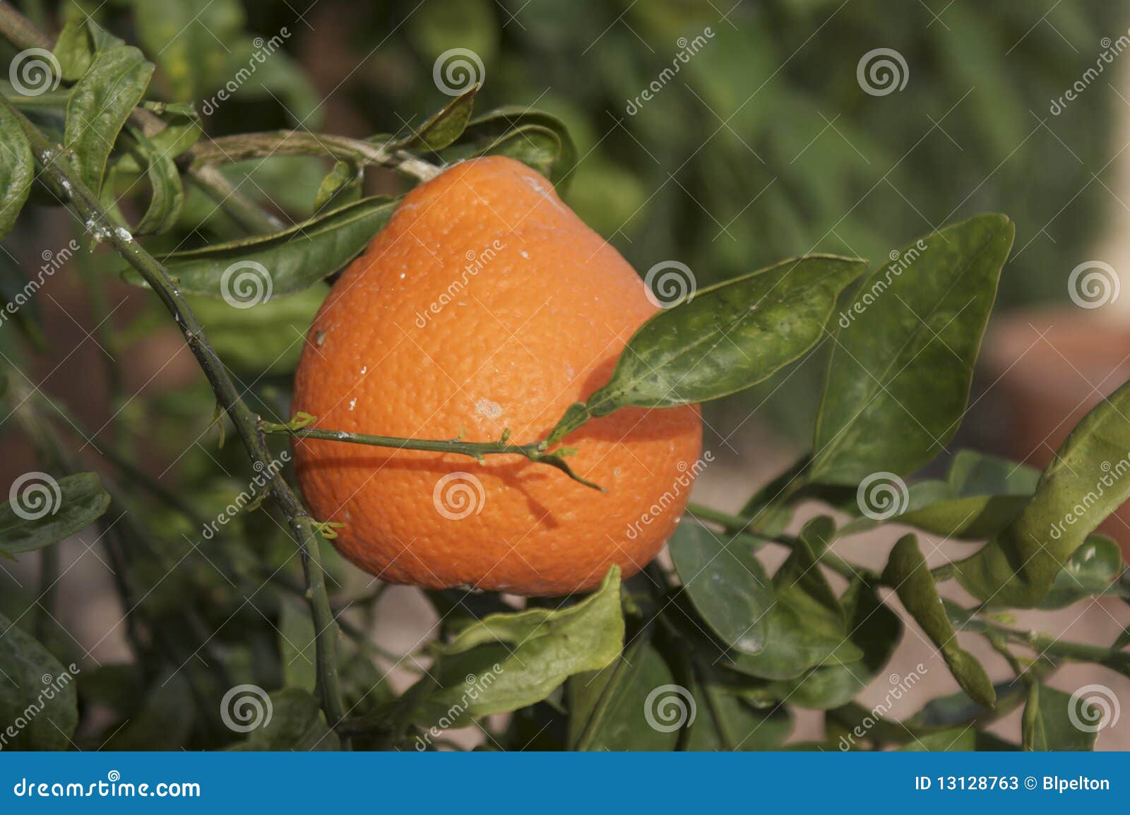 Orange morning stock image. Image of citrus, green, desert - 13128763