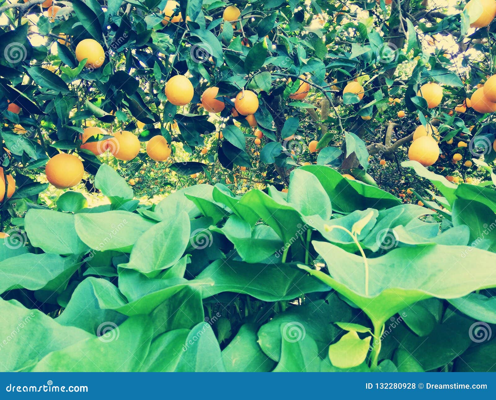 Orange Morocco stock photo. Image of orange, morocco - 132280928