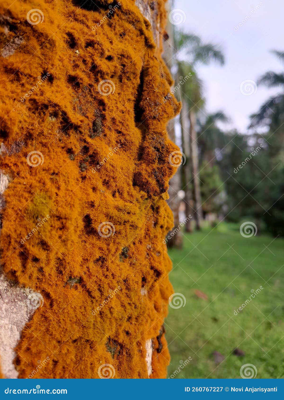 Orange moss on palm tree stock image. Image of wildlife - 260767227