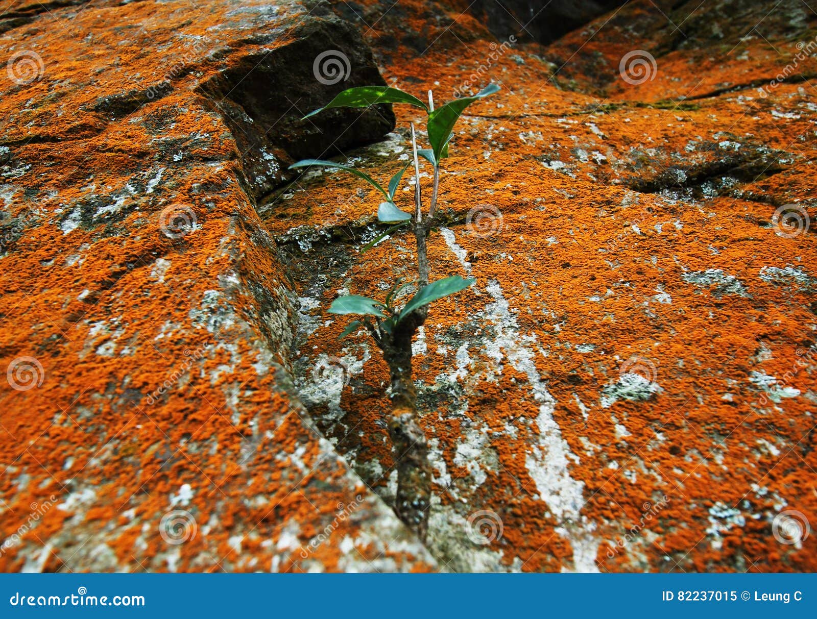 Orange Moss and Plant on Rock Stock Image - Image of withstand, plant ...