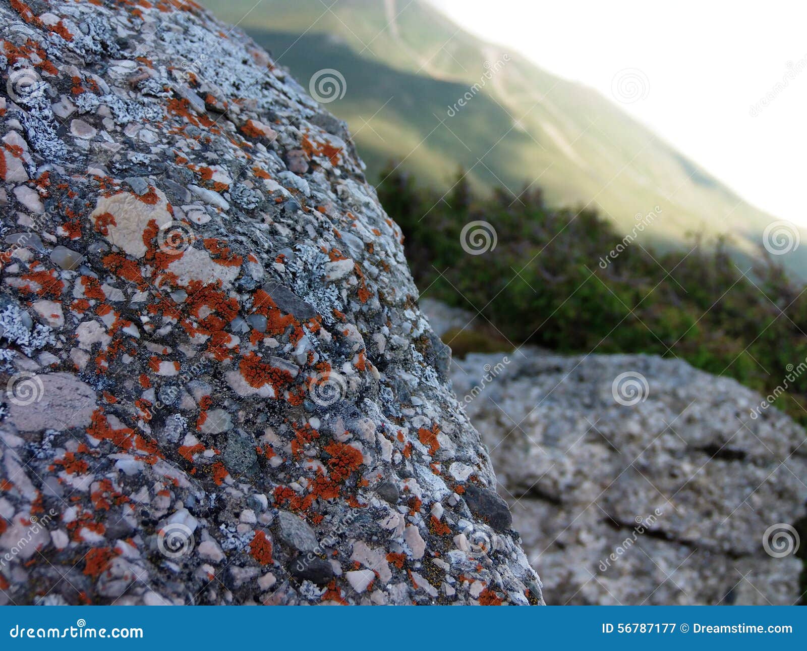 Orange moss on a rock stock image. Image of nature, romania - 56787177