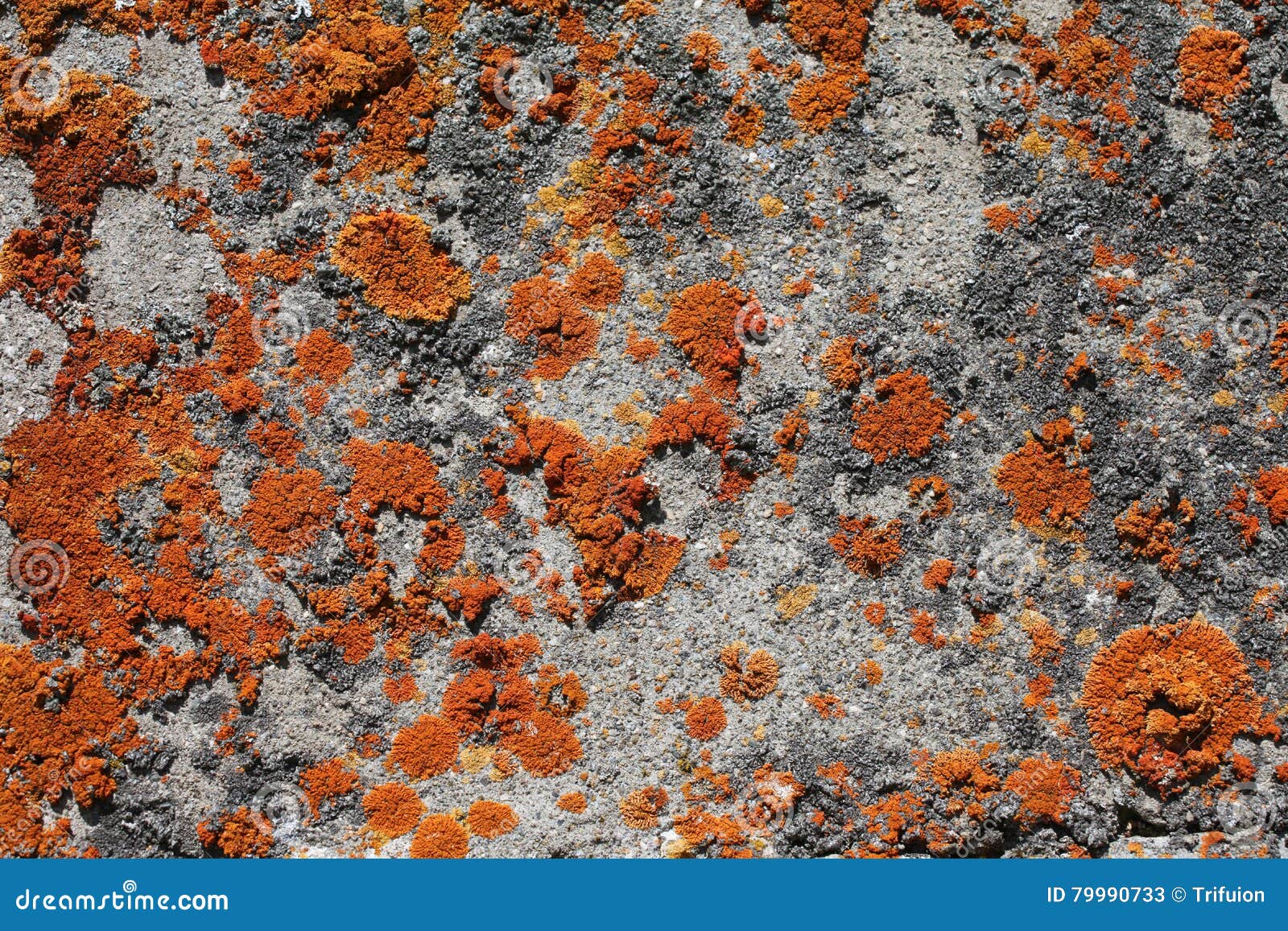 Orange moss on rock stock image. Image of boulder, nature - 79990733