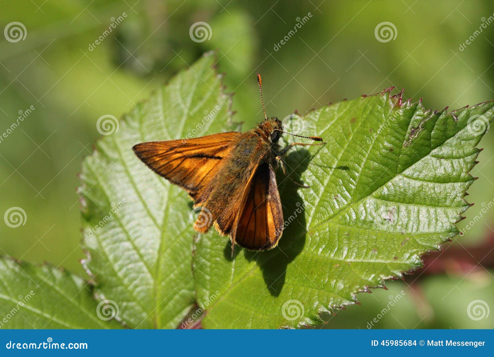 Orange Moth stock photo. Image of furry, moth, leafy - 45985684