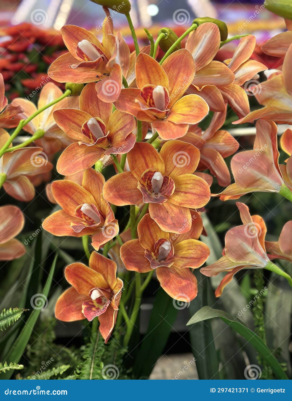 Orange moth orchids stock image. Image of produce, tropical - 297421371
