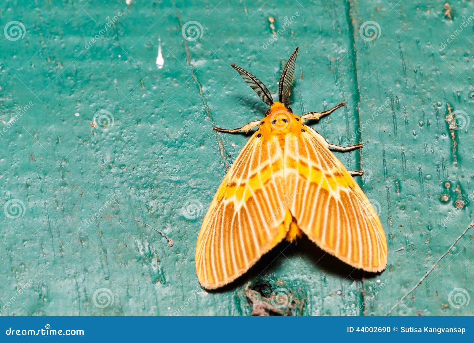 Orange moth on wall stock photo. Image of leaf, moth - 44002690