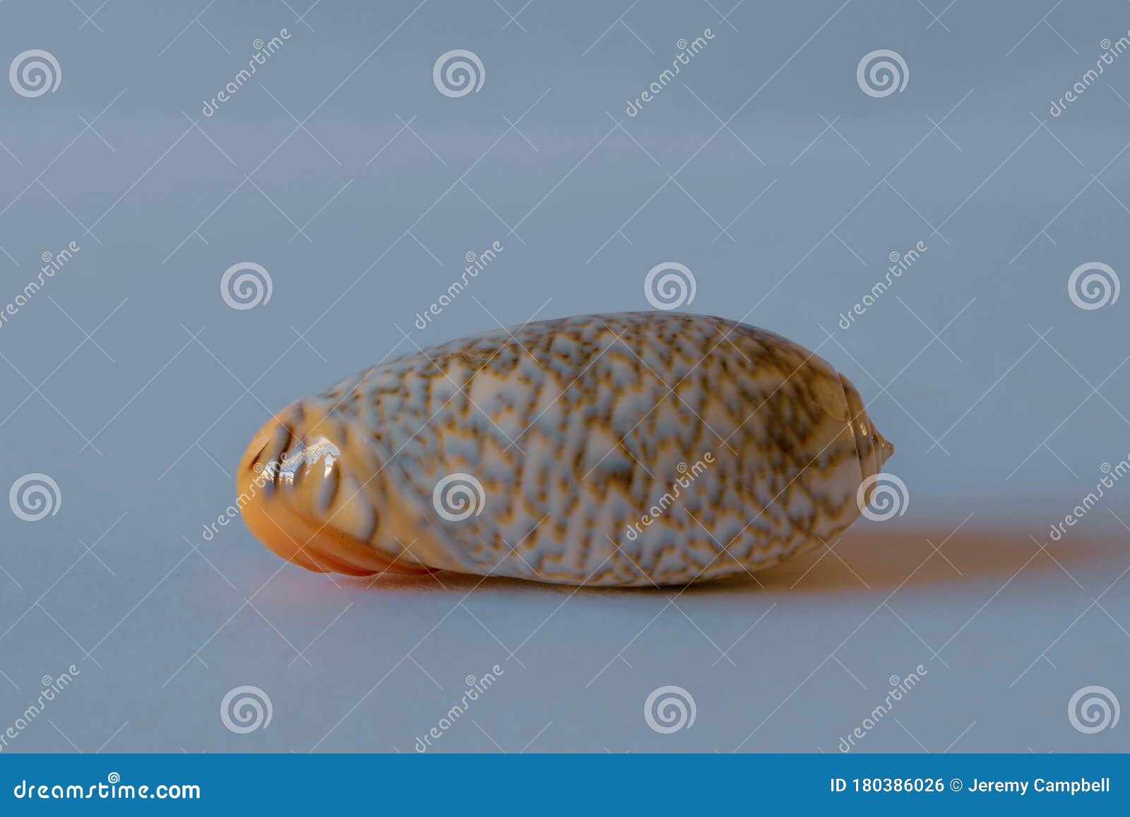Orange Mouthed Olive Shell. Olivia Sericea Roding Stock Photo - Image ...