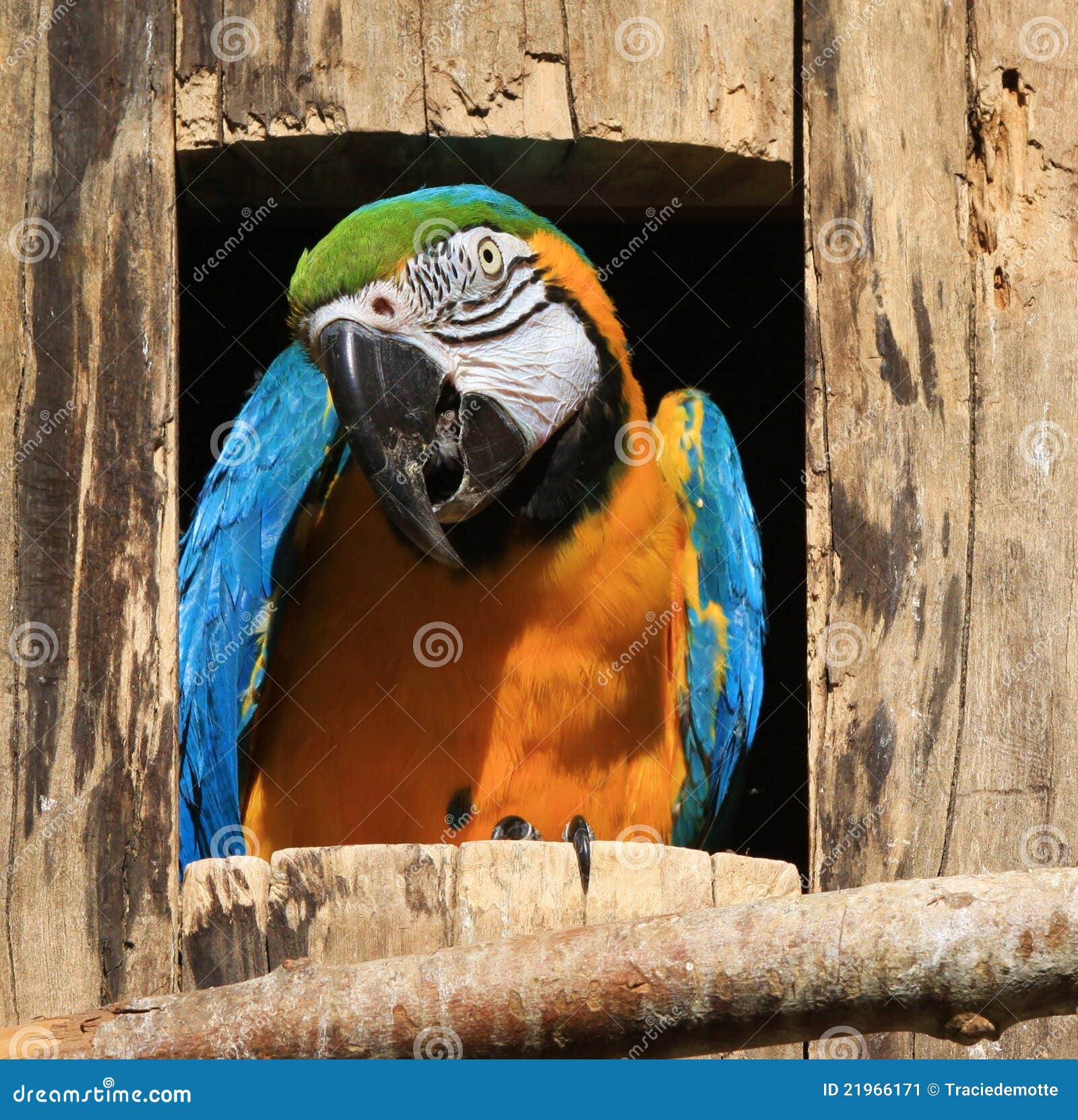 Orange and Multi Colored Macaw Stock Image - Image of feathered, macaw ...