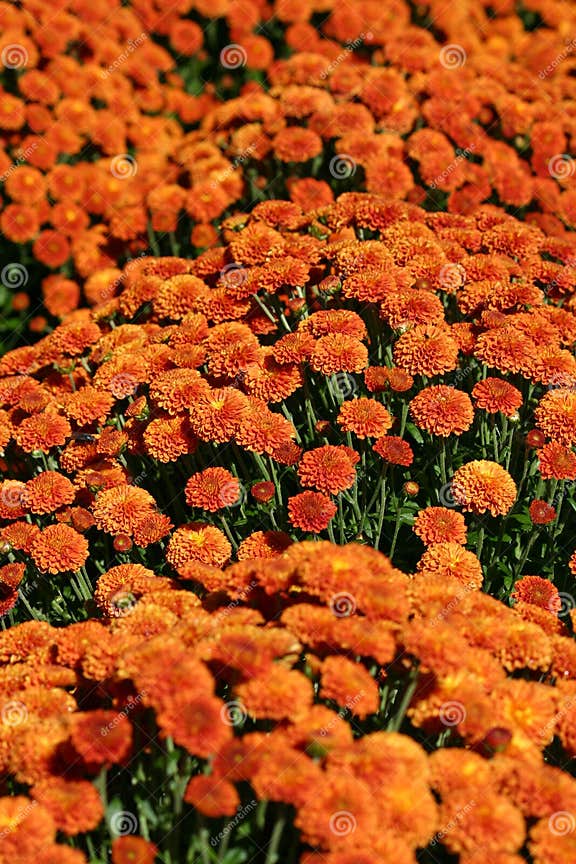 Orange Mums stock image. Image of bright, plant, blossom - 27927501