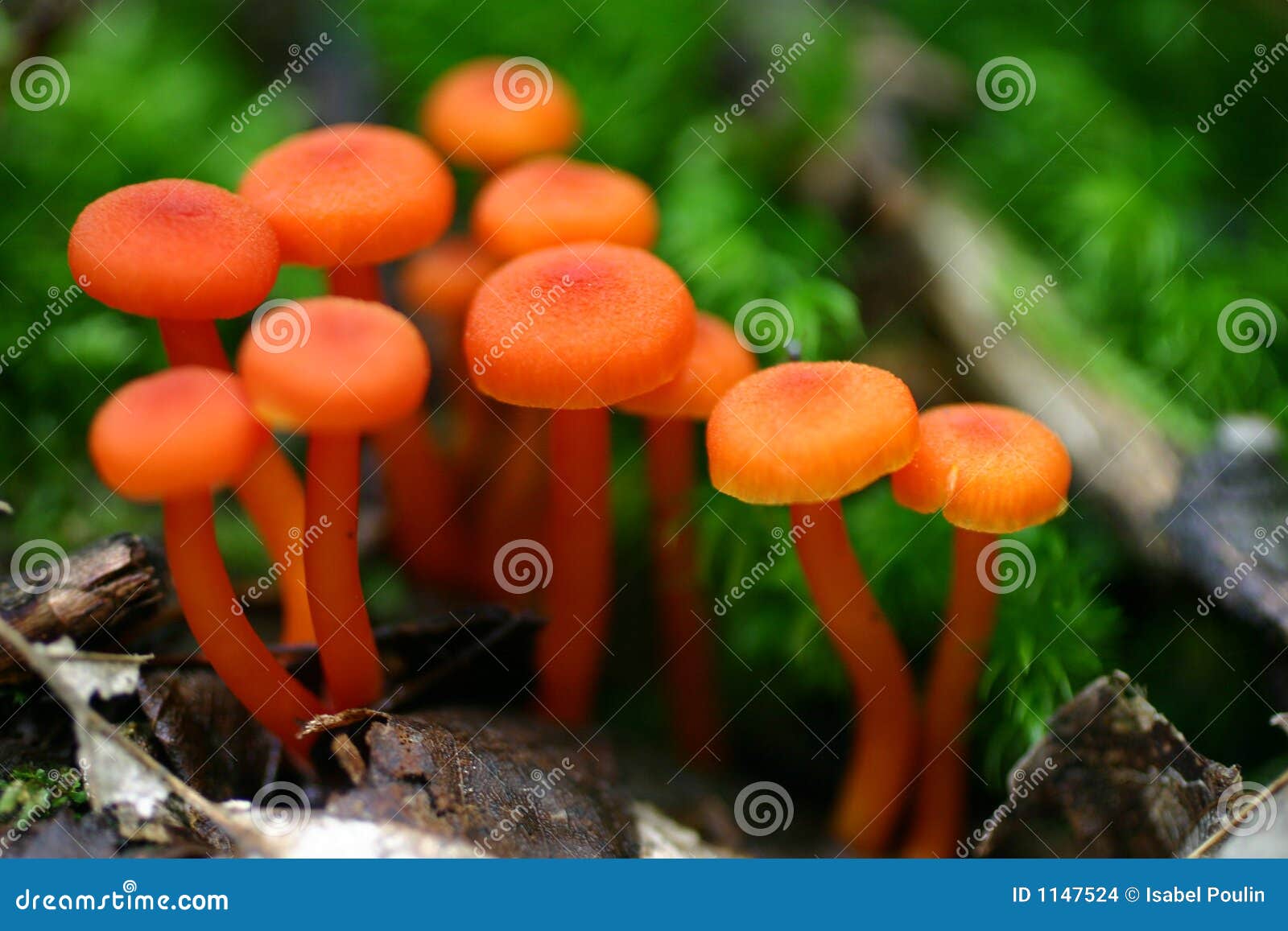 Orange mushroom stock photo. Image of pine, outdoors, nice - 1147524