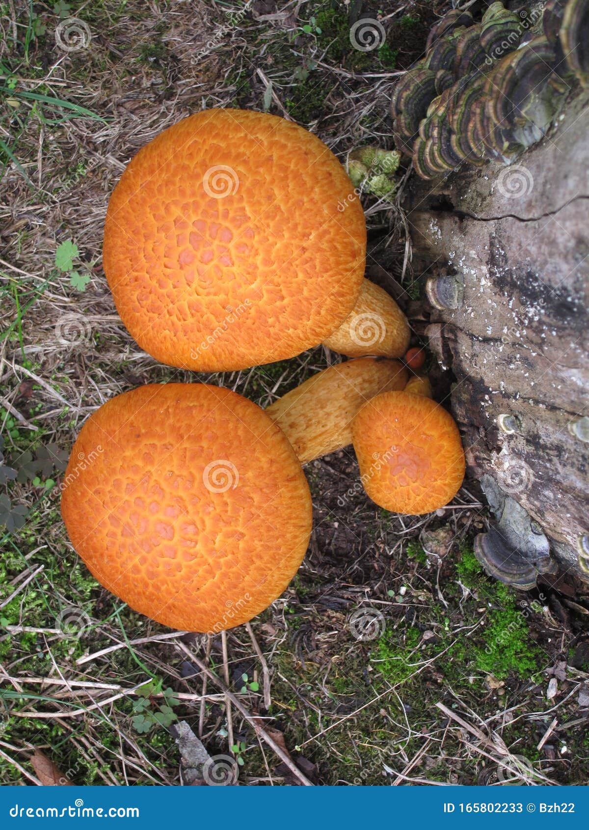 Orange mushroom stock image. Image of flora, environment - 165802233