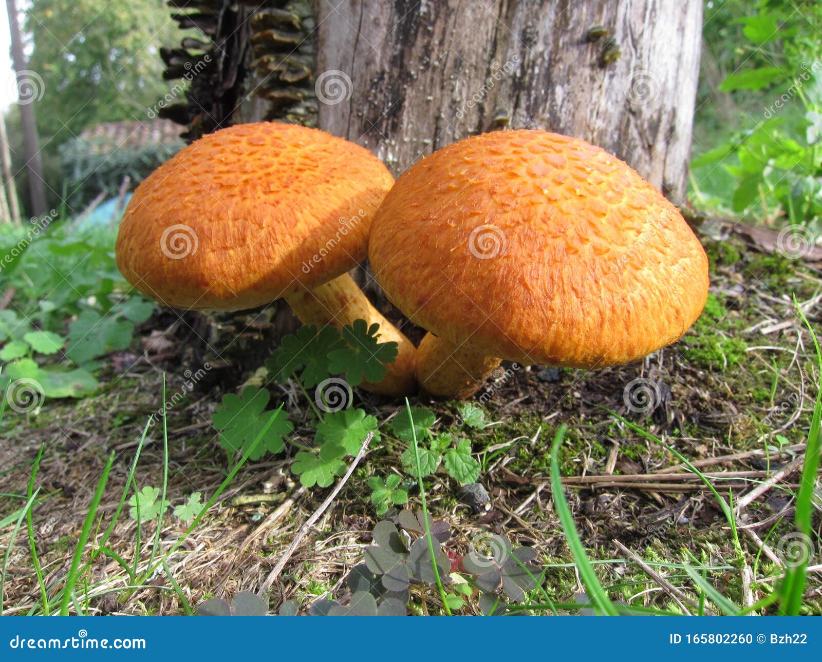 Orange mushroom stock photo. Image of botany, decoration - 165802260