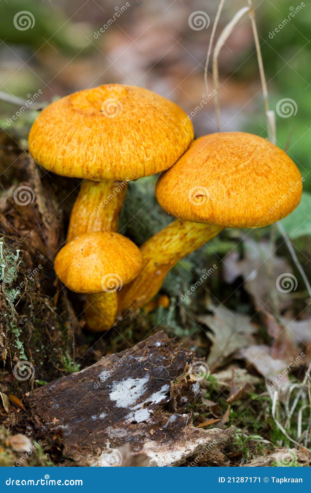 Orange mushroom stock image. Image of biology, autumn - 21287171