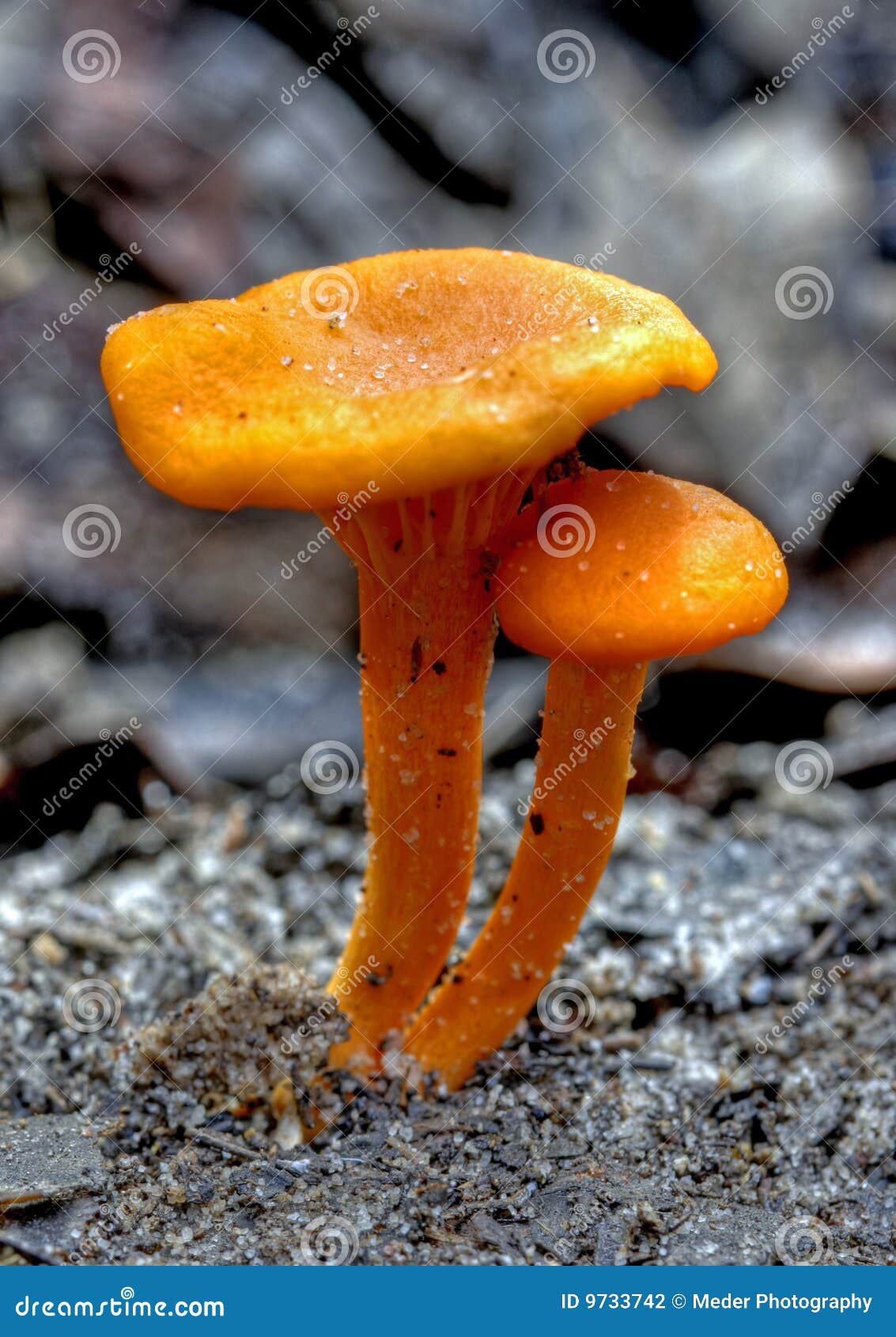 Orange mushroom stock photo. Image of healthy, edible - 9733742