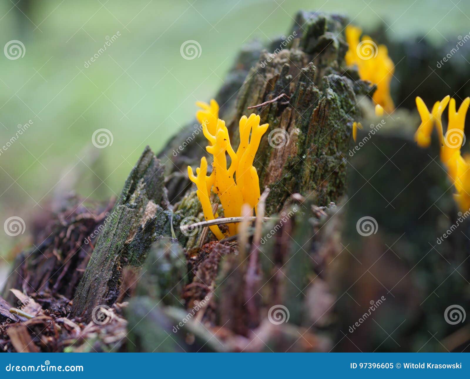 Orange Mushroom Calocera Vistsosa Stock Image - Image of needles ...