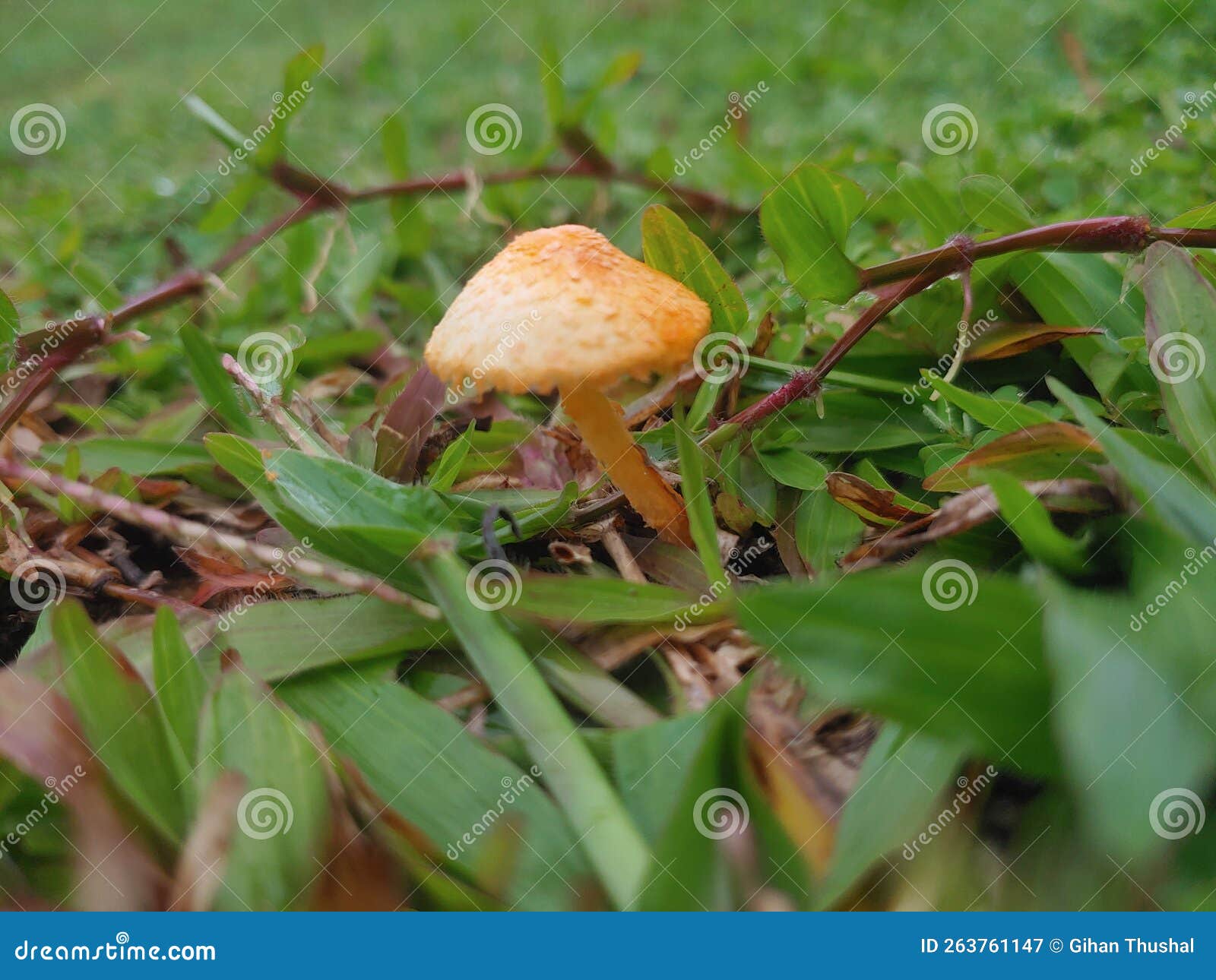 Orange Mushroom on Grass Flow Stock Image - Image of morning, grass: 263761147